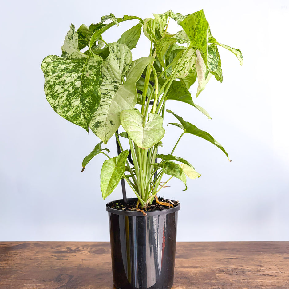 The Plant Boys | Indoor Plant Specialists