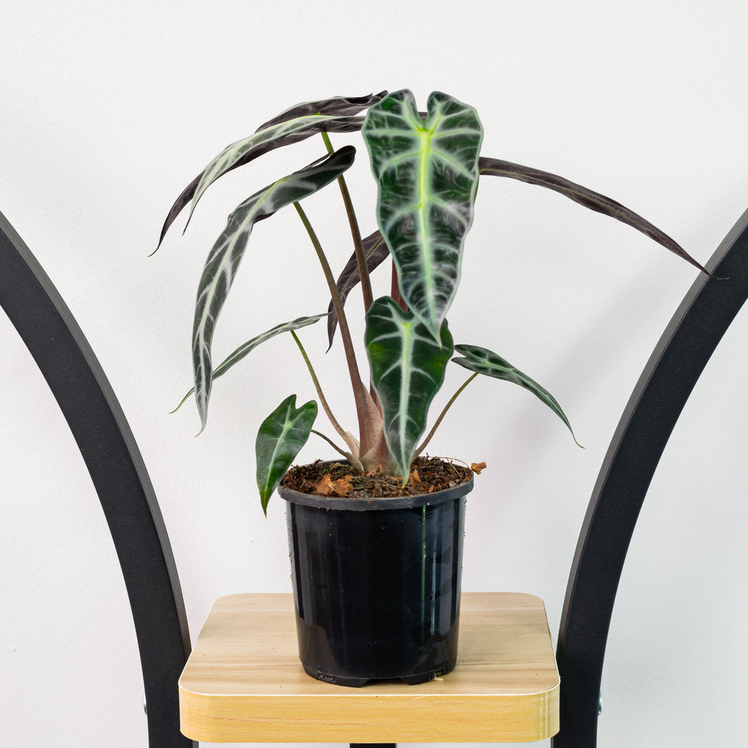 The Plant Boys | Indoor Plant Specialists