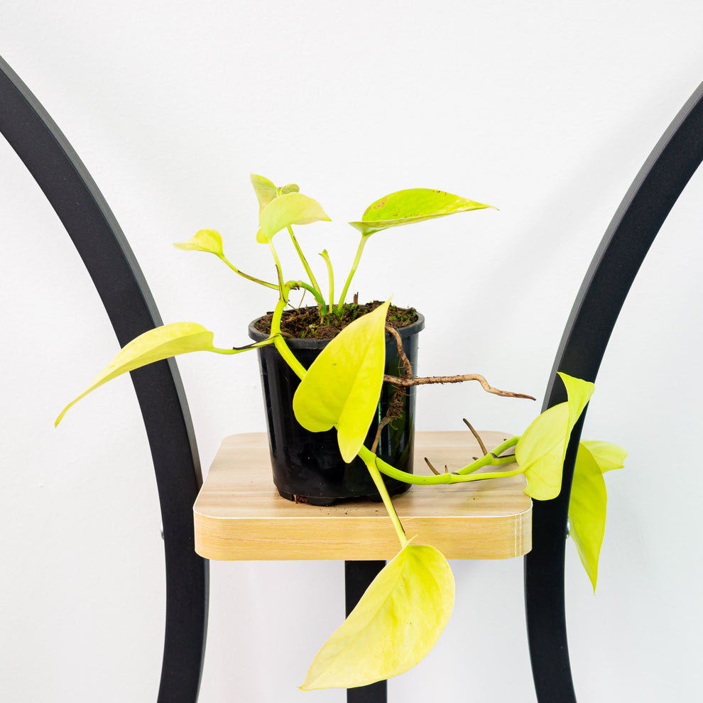 Pothos Goldilocks – The Plant Boys