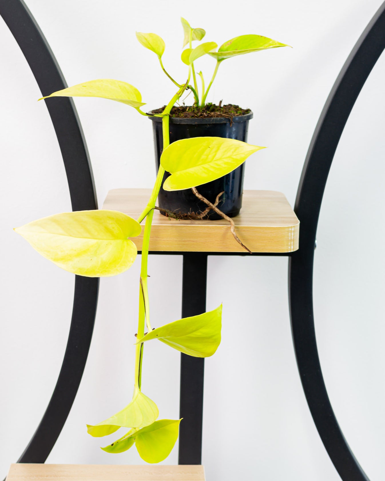 Pothos Goldilocks – The Plant Boys