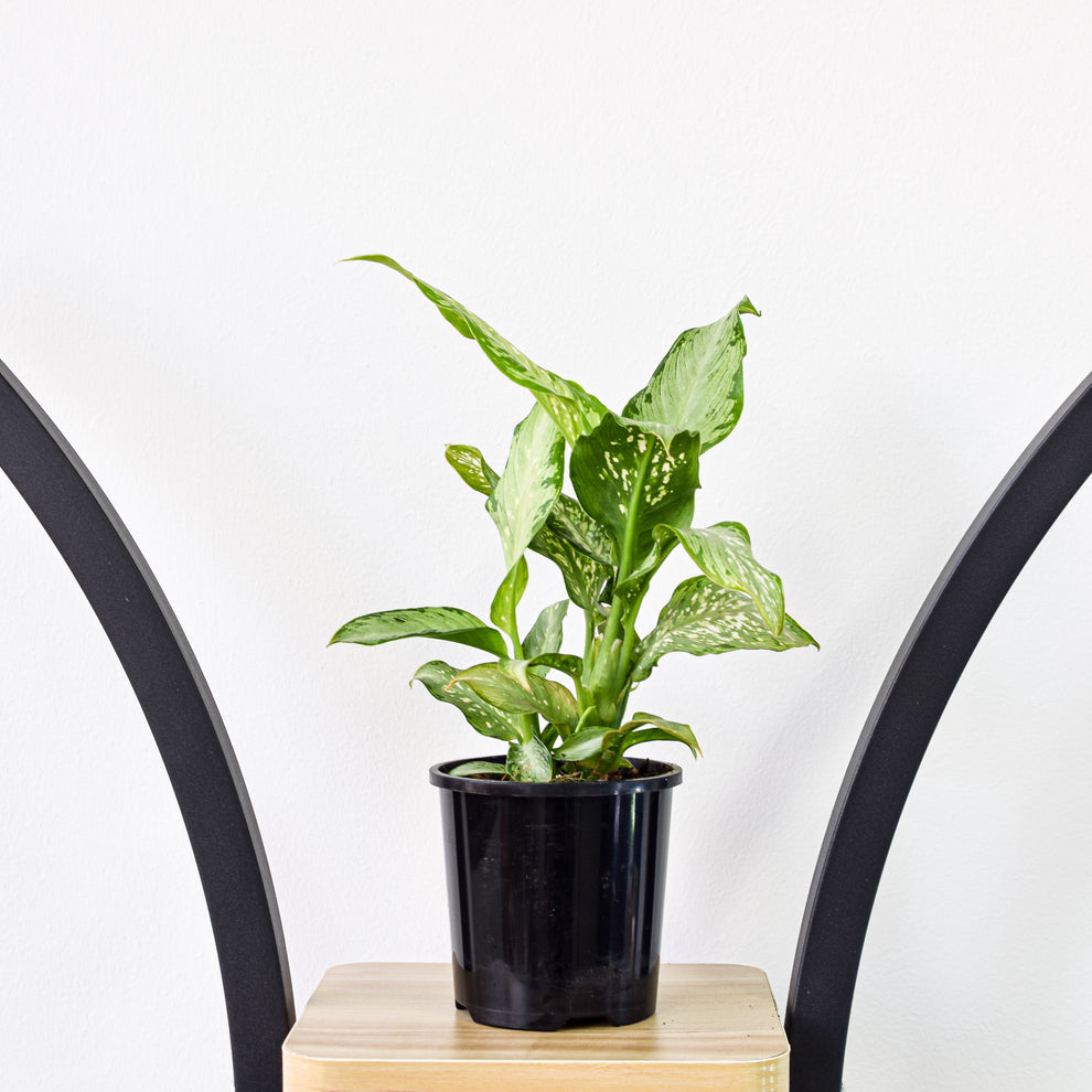 Dieffenbachia Tropical Tiki – The Plant Boys