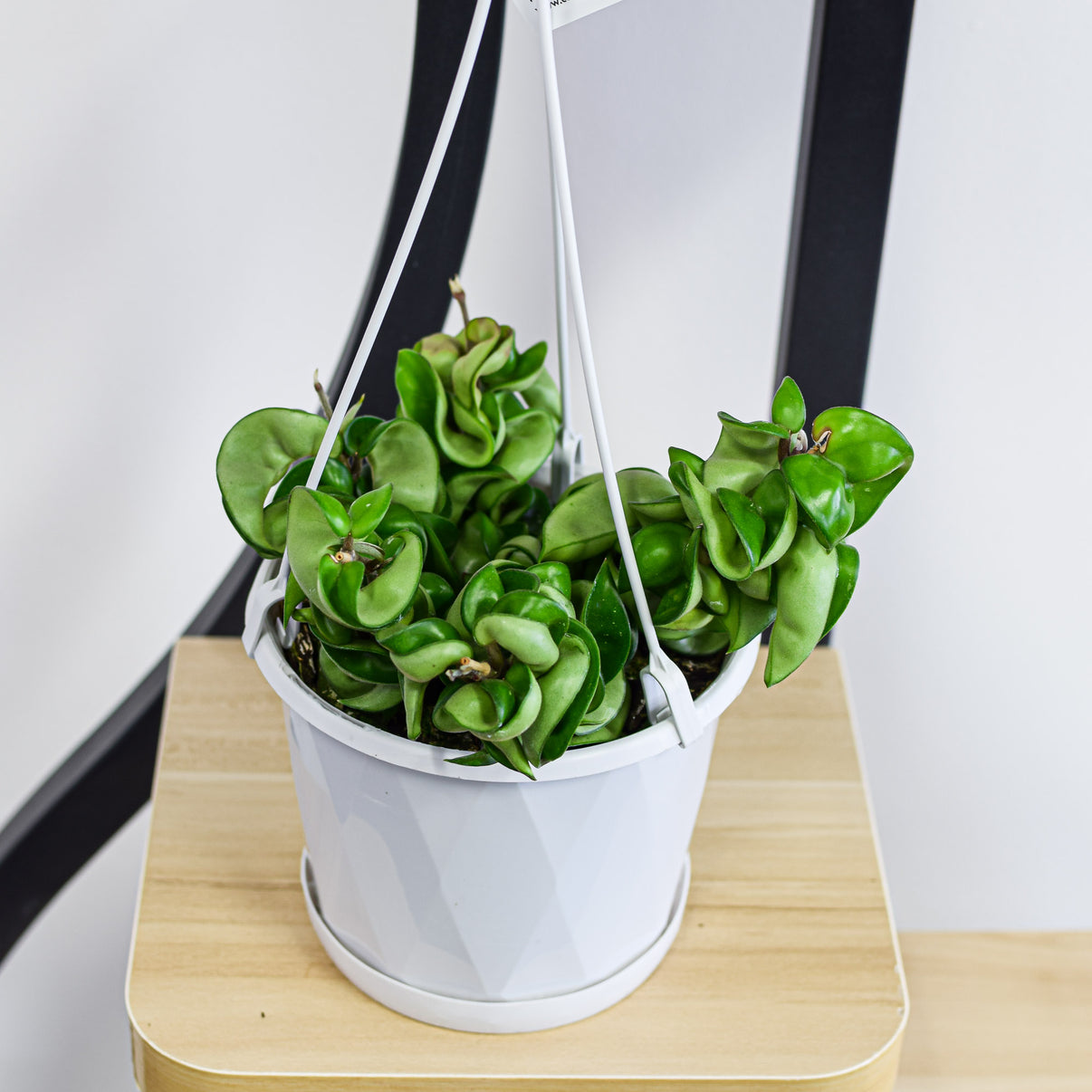 Hoya Indian Rope – The Plant Boys