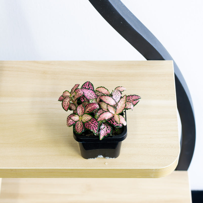 Fittonia Nerve Plant – The Plant Boys