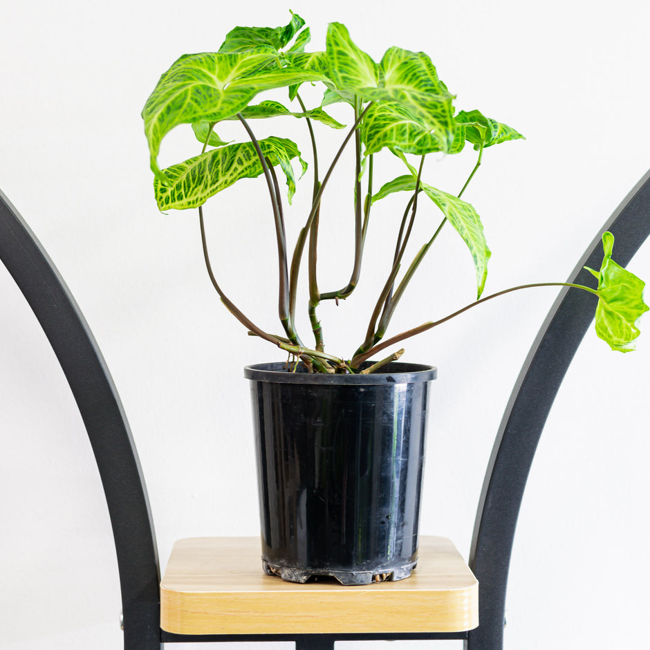 The Plant Boys | Indoor Plant Specialists