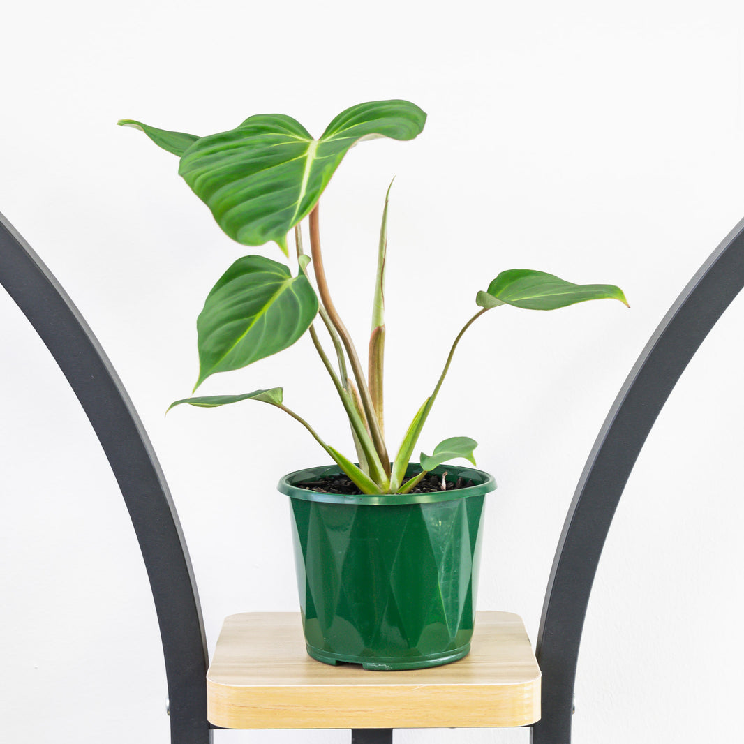 Philodendrons – The Plant Boys