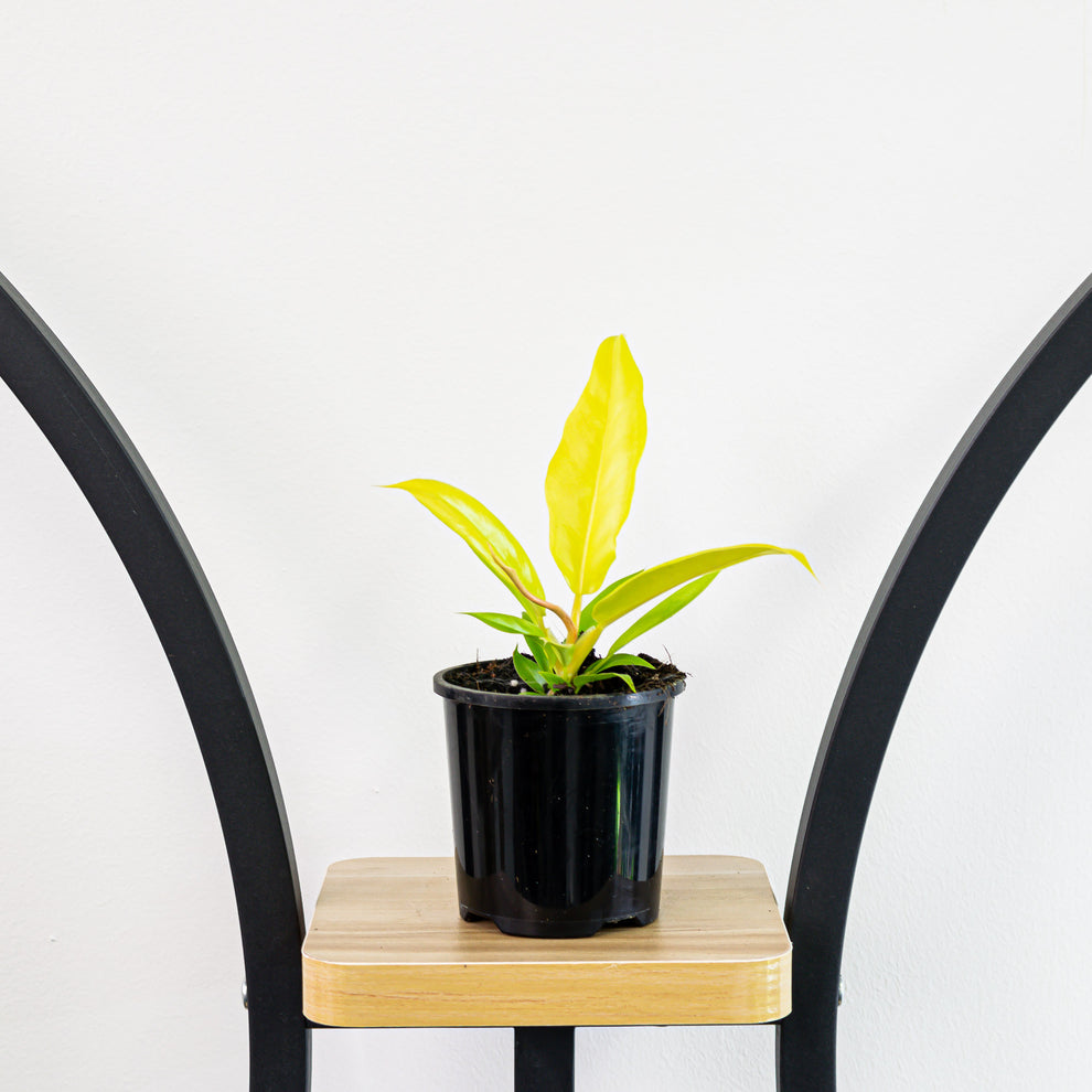 Philodendron Pluto's Gold – The Plant Boys