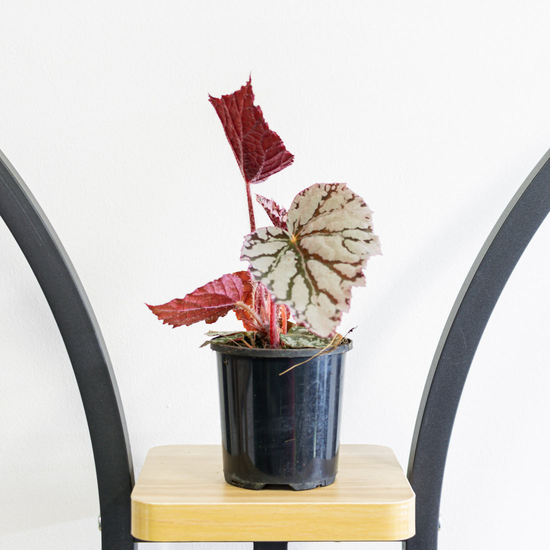 Begonia Silver Splash – The Plant Boys