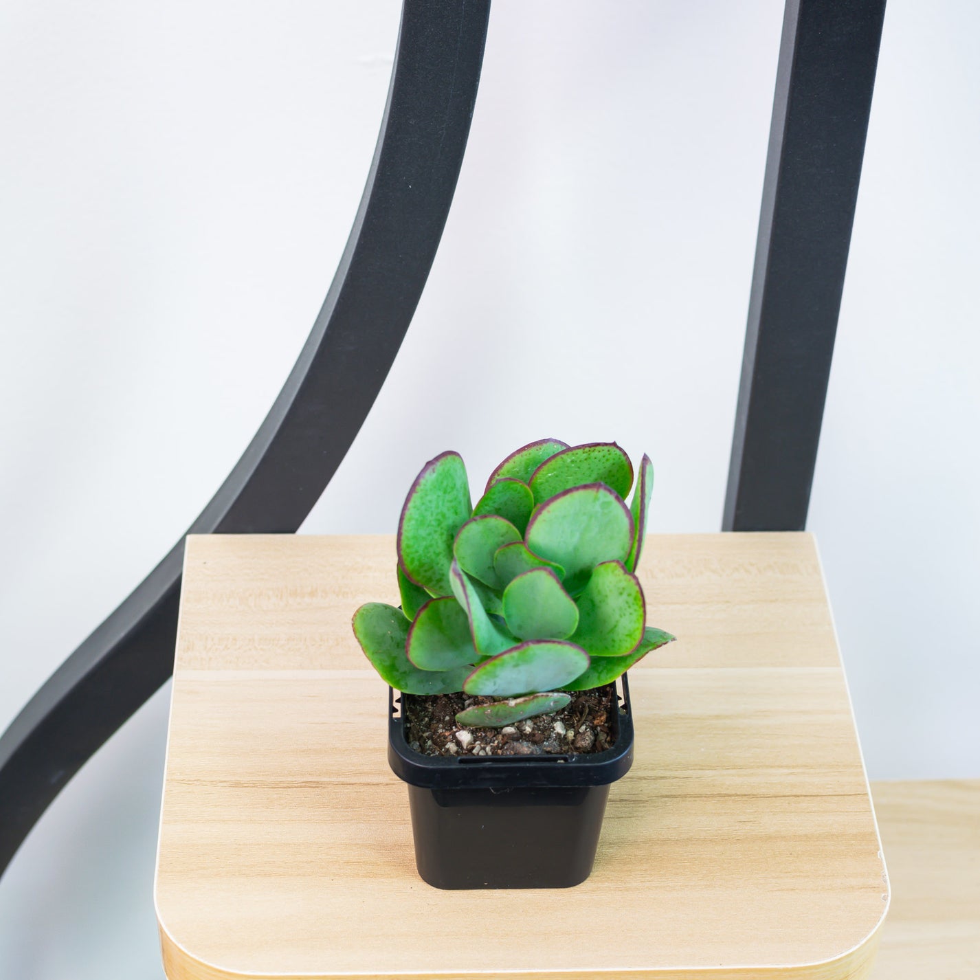 Crassula Blue Bird – The Plant Boys