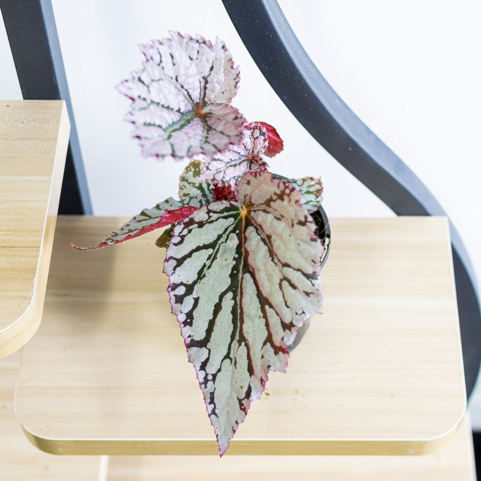 Begonia Silver Splash – The Plant Boys