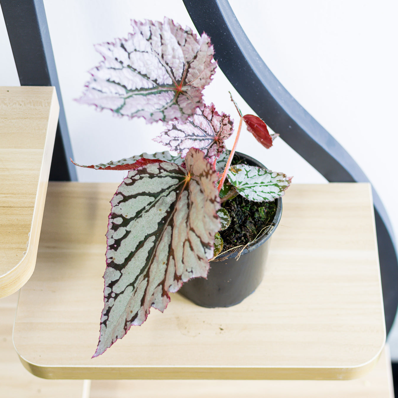 Begonia Silver Splash – The Plant Boys