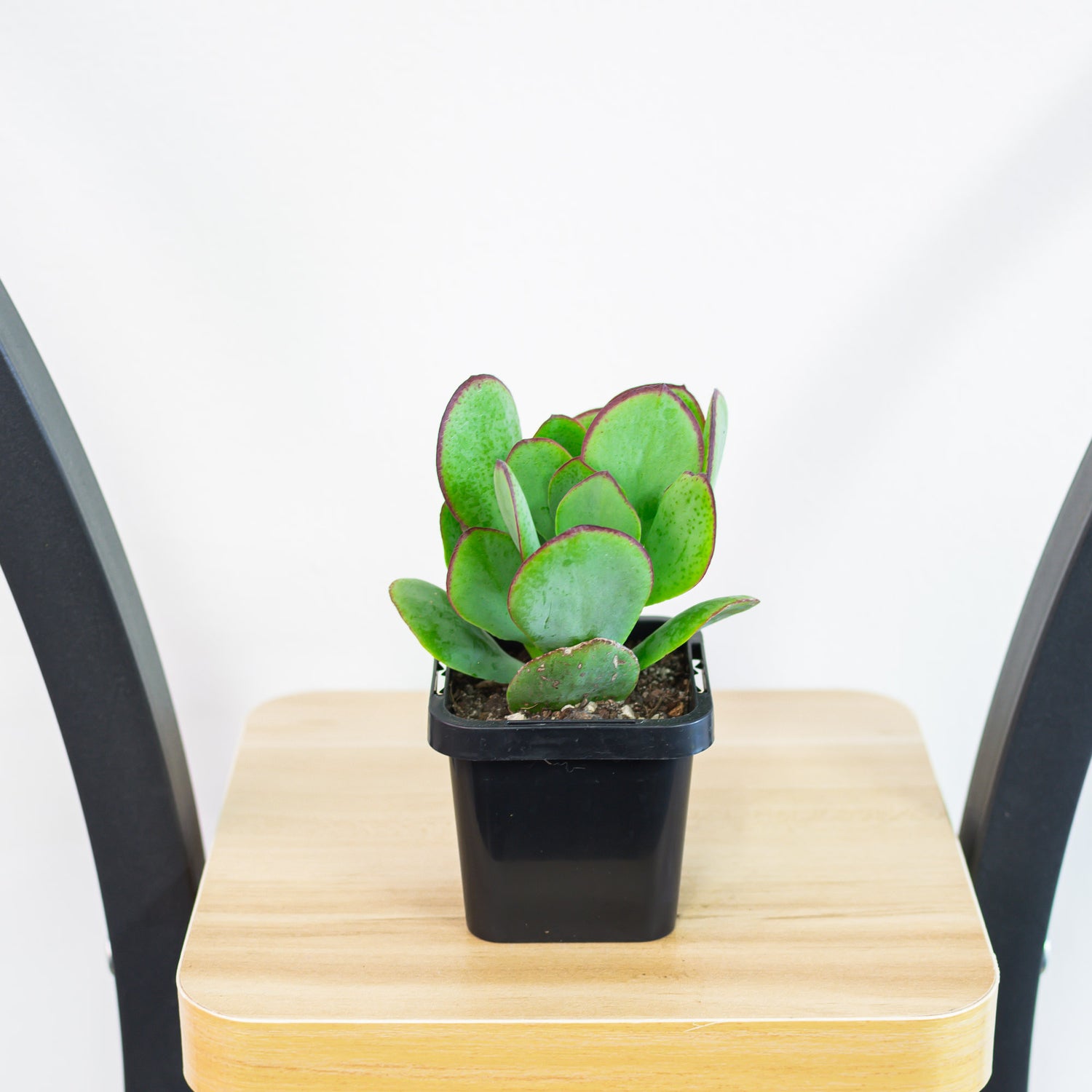 Crassula Blue Bird – The Plant Boys