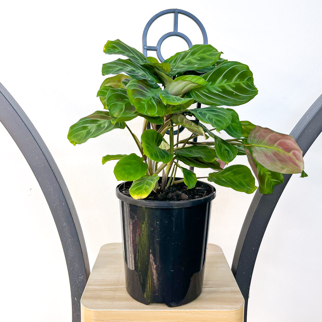 The Plant Boys | Indoor Plant Specialists