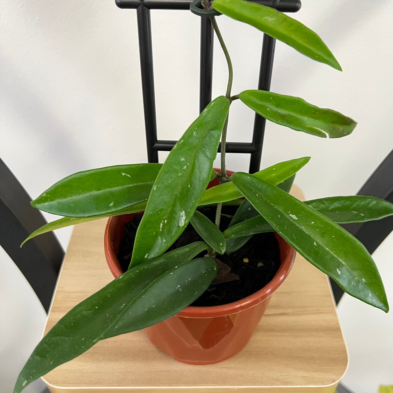 Hoya Minibelle – The Plant Boys