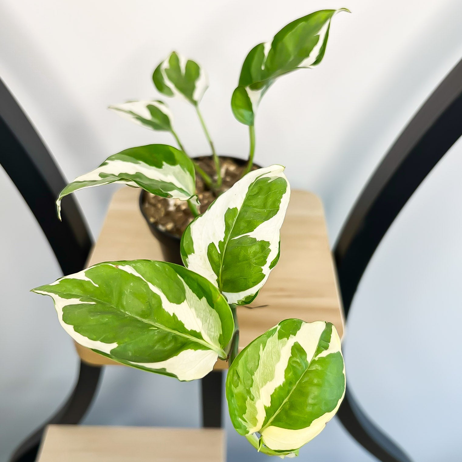Pothos Snow Queen – The Plant Boys
