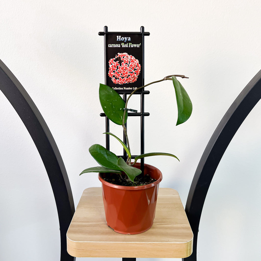 The Plant Boys | Indoor Plant Specialists