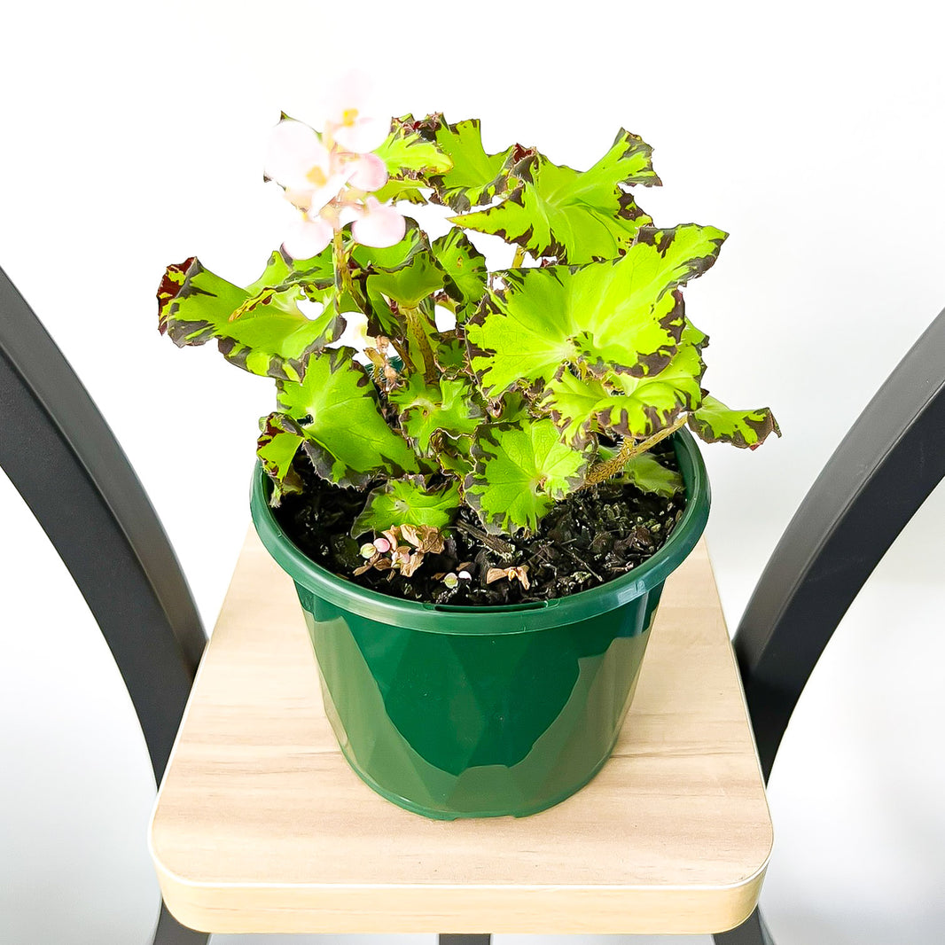 The Plant Boys | Indoor Plant Specialists