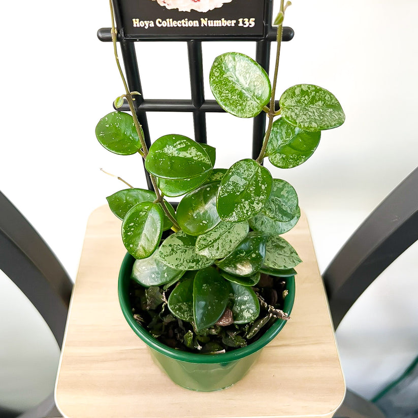 Hoya Mathilde Splash – The Plant Boys