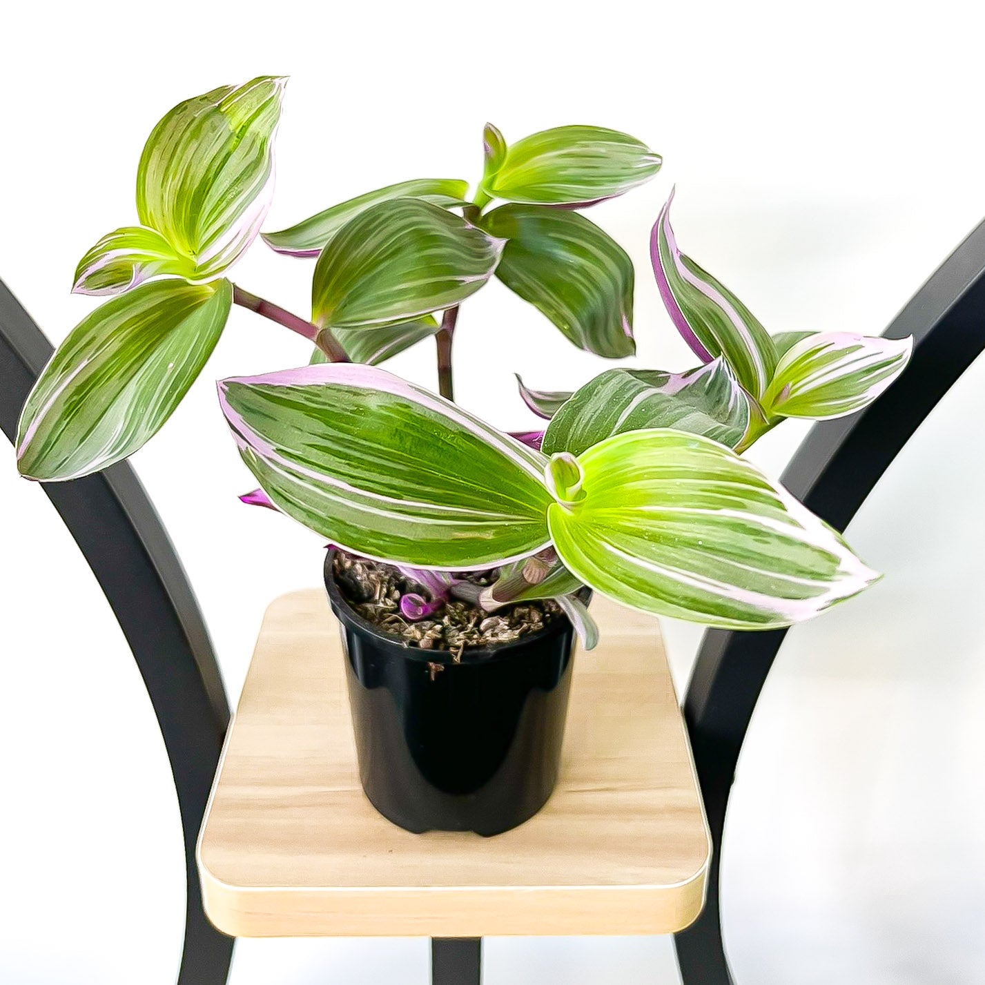 Tradescantia Nanouk – The Plant Boys