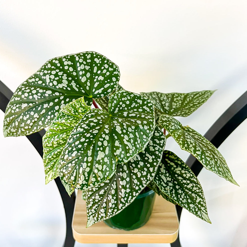 Begonia Snow Capped – The Plant Boys