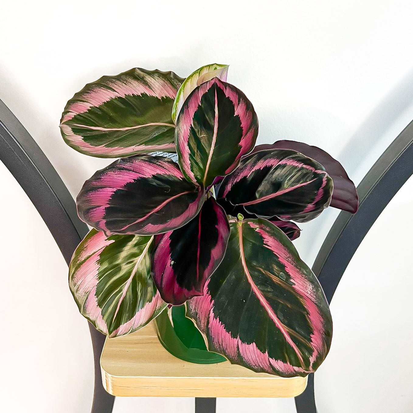 Calathea Red Mojo – The Plant Boys