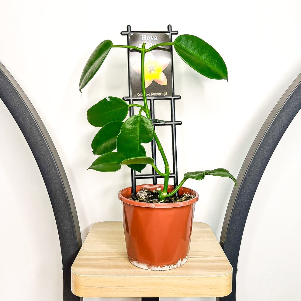 Hoya Ruthie – The Plant Boys