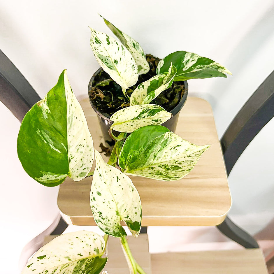 Pothos – The Plant Boys