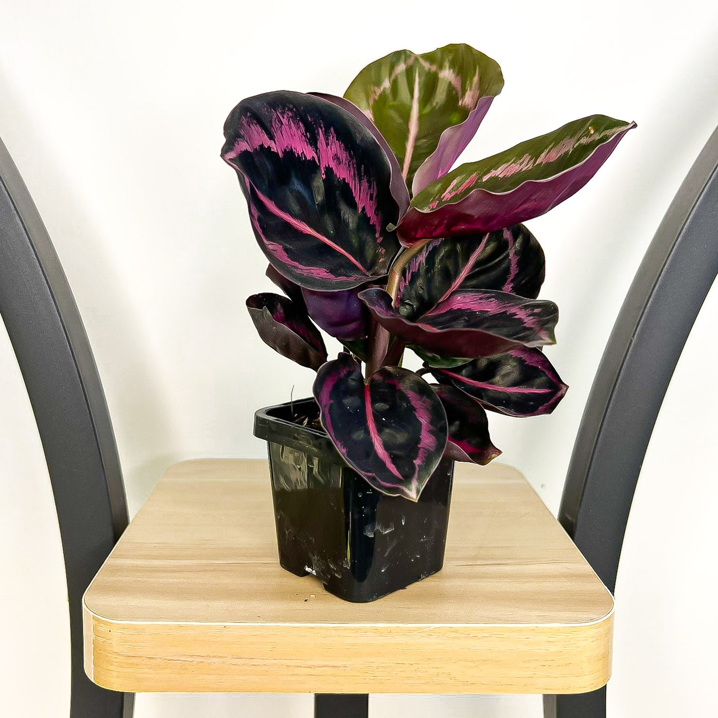 Calathea Red Mojo – The Plant Boys