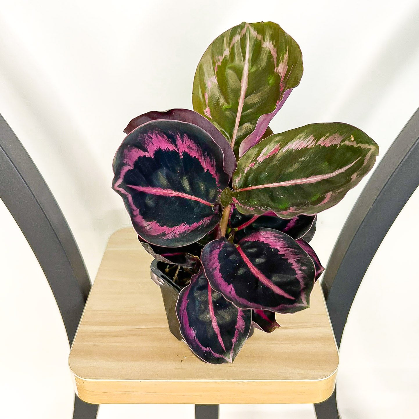Calathea Red Mojo – The Plant Boys