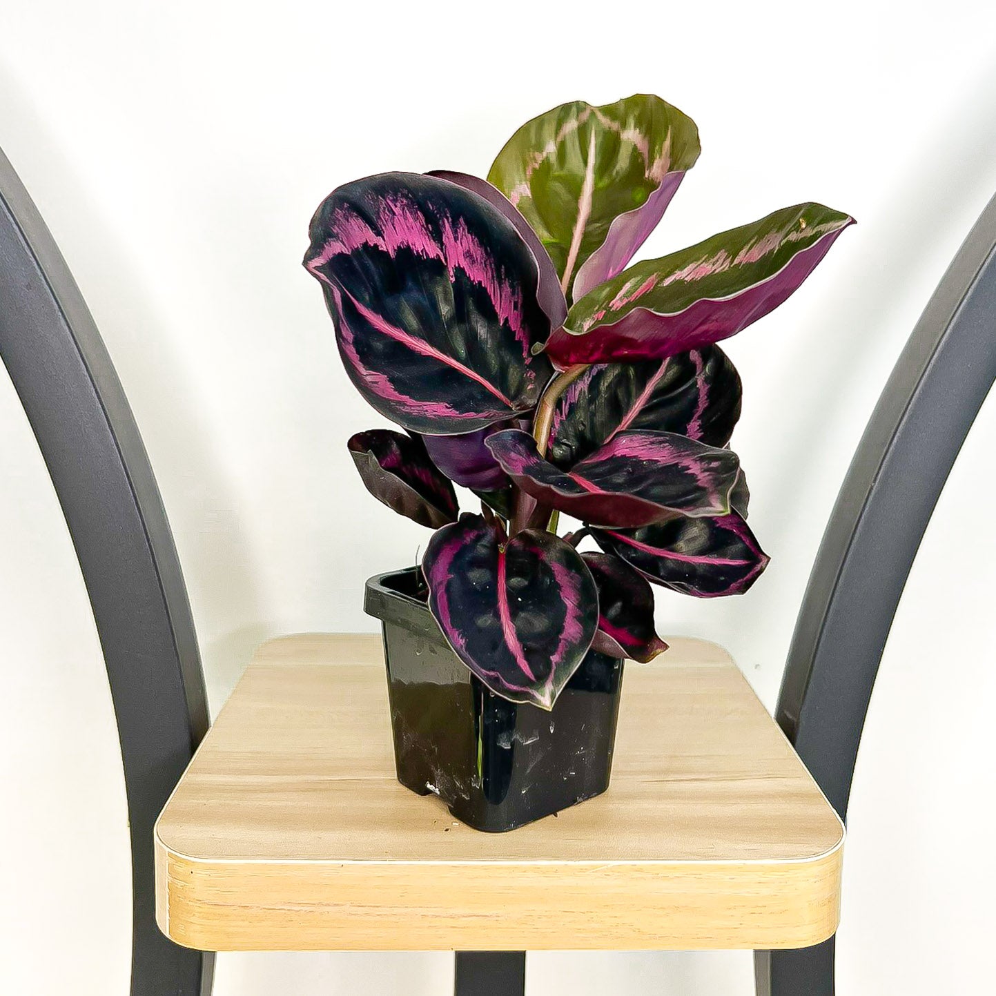 Calathea Red Mojo – The Plant Boys