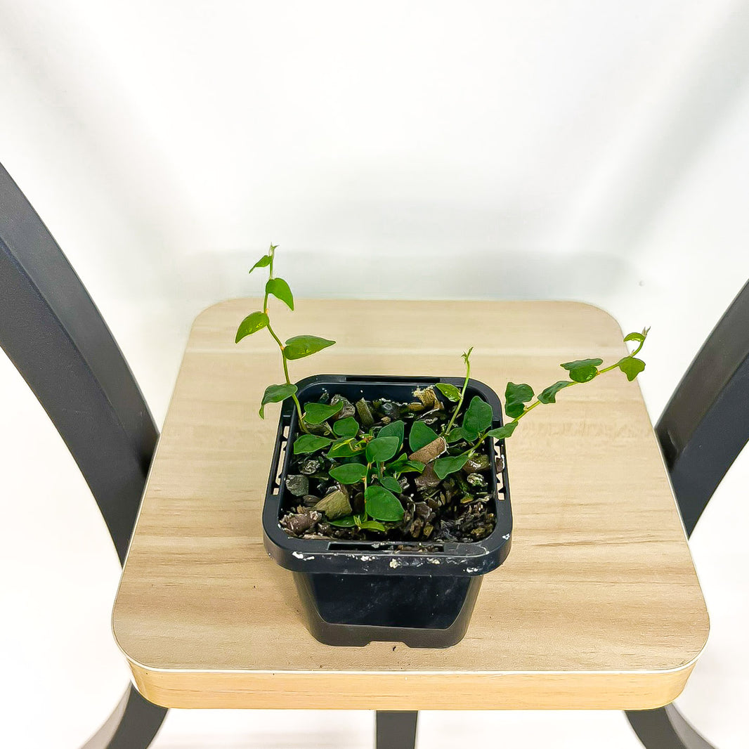 The Plant Boys | Indoor Plant Specialists
