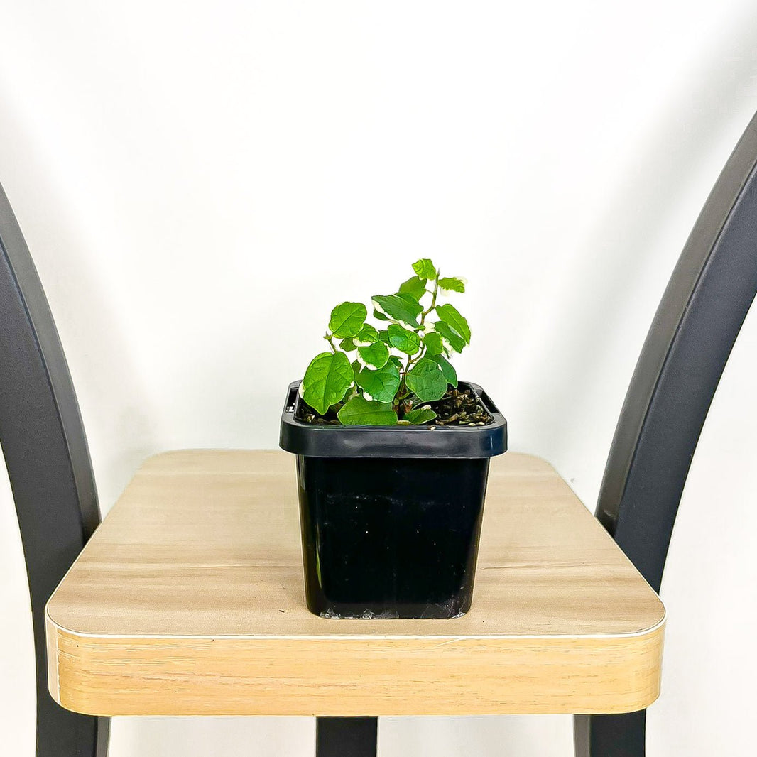 The Plant Boys | Indoor Plant Specialists
