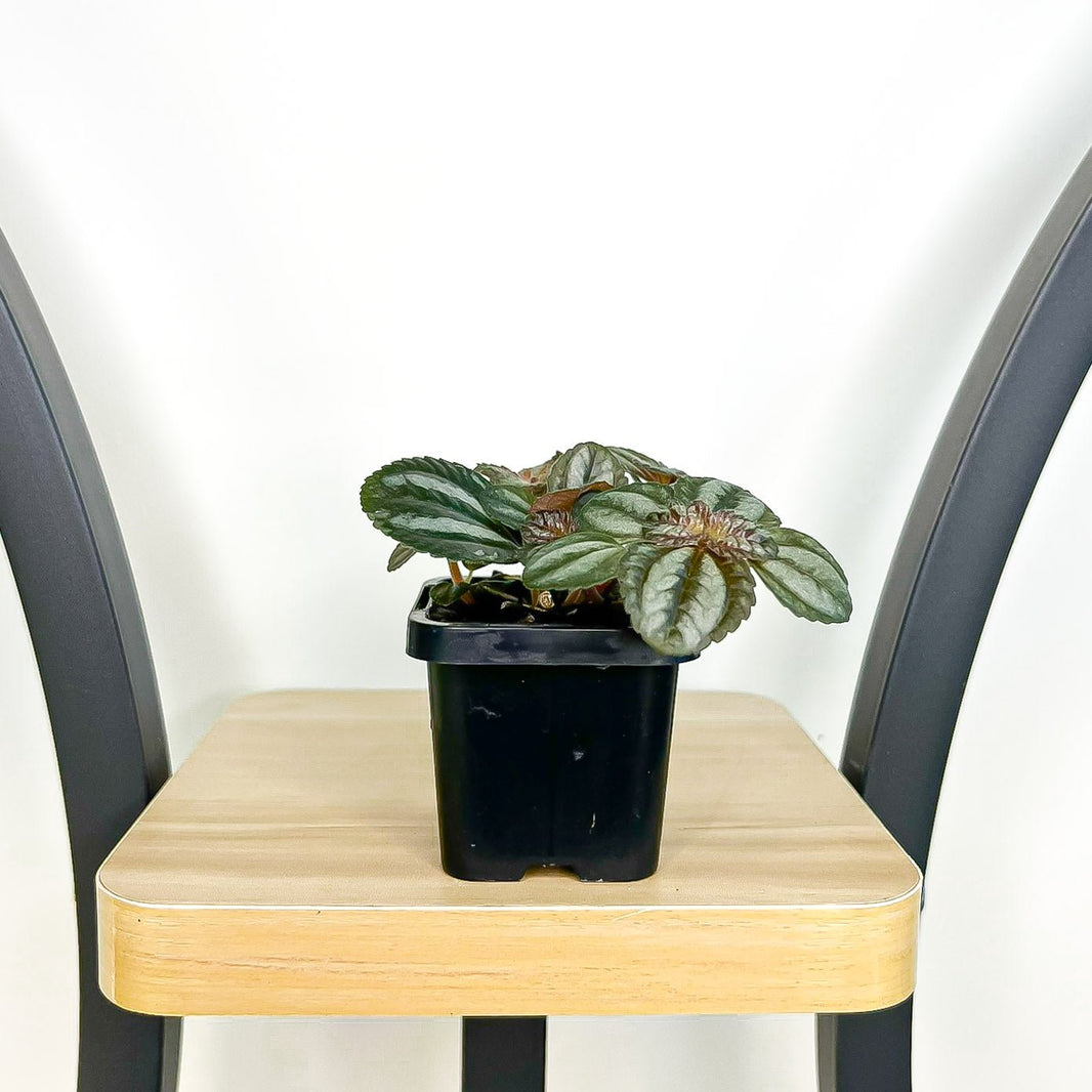 The Plant Boys | Indoor Plant Specialists