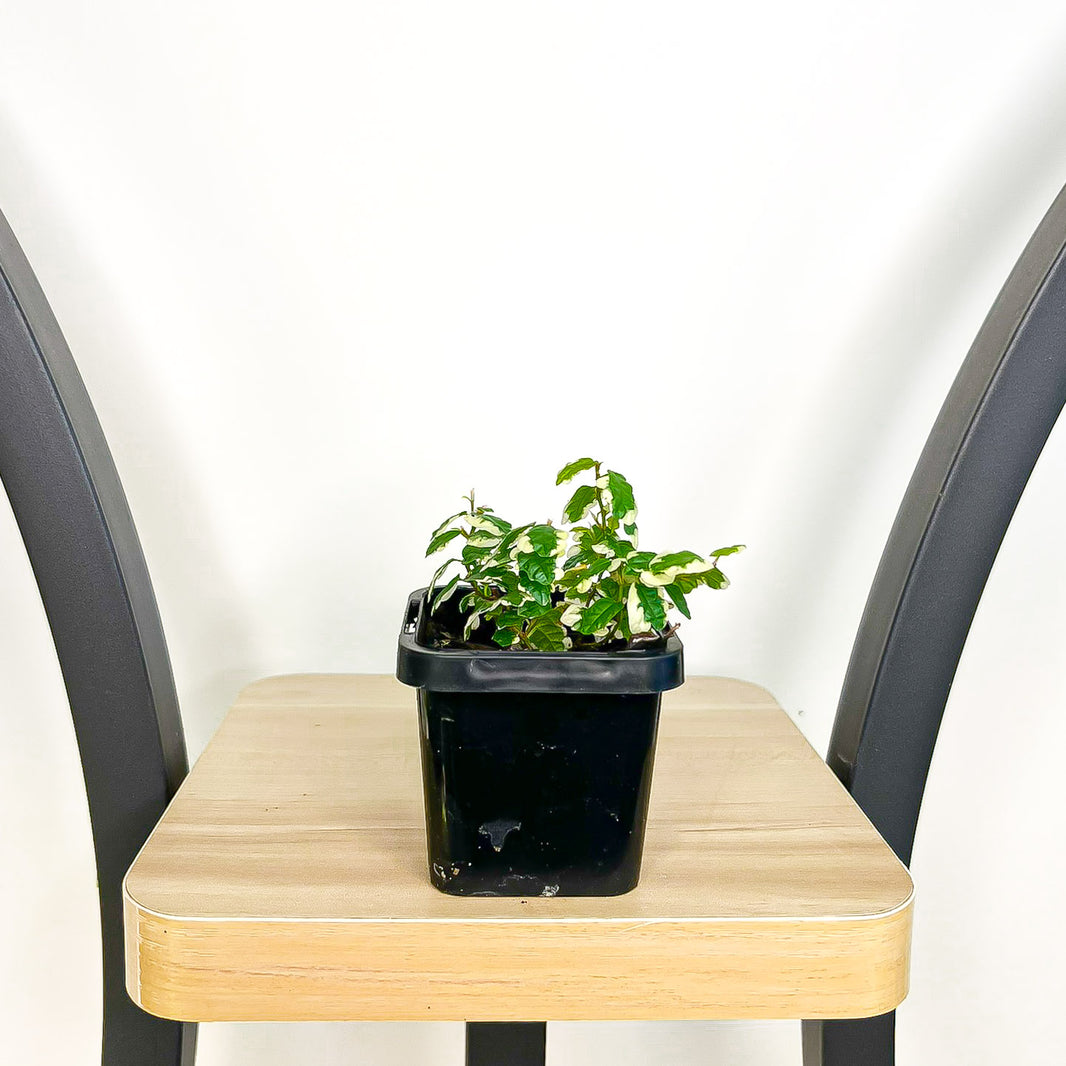 The Plant Boys | Indoor Plant Specialists