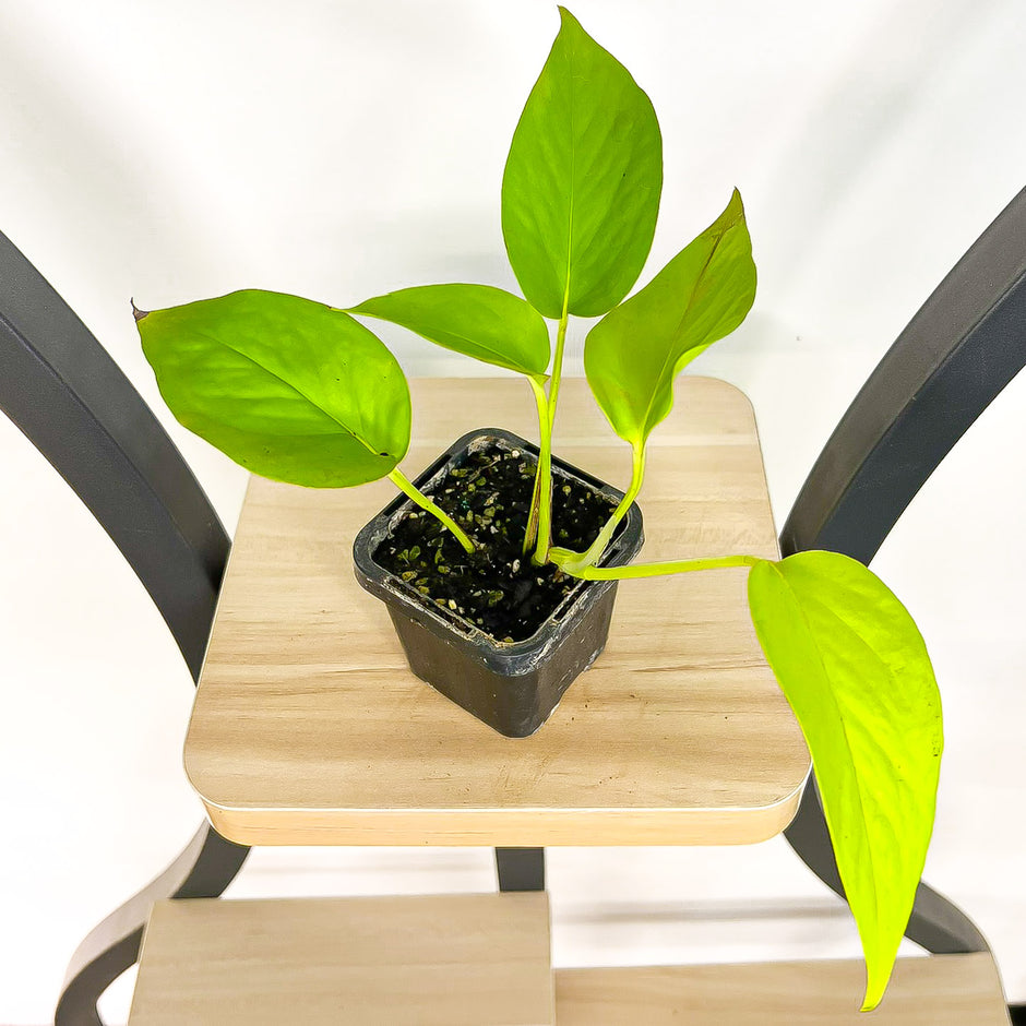 Pothos – The Plant Boys