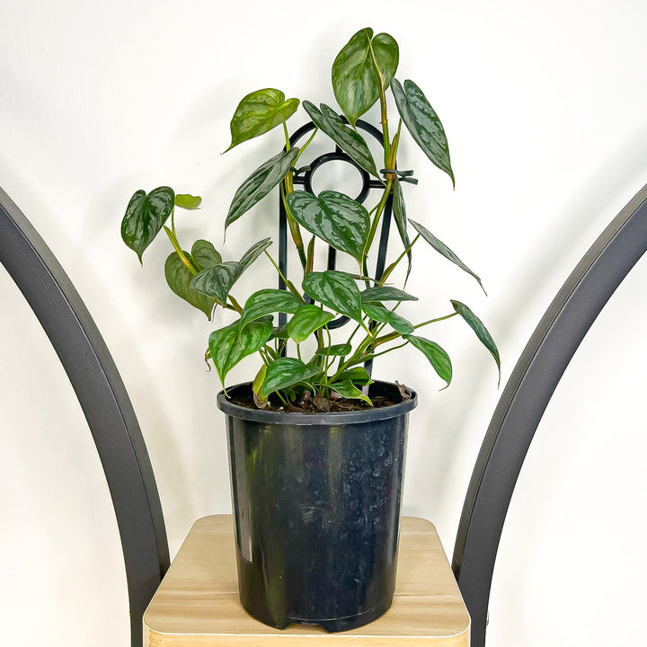 The Plant Boys | Indoor Plant Specialists
