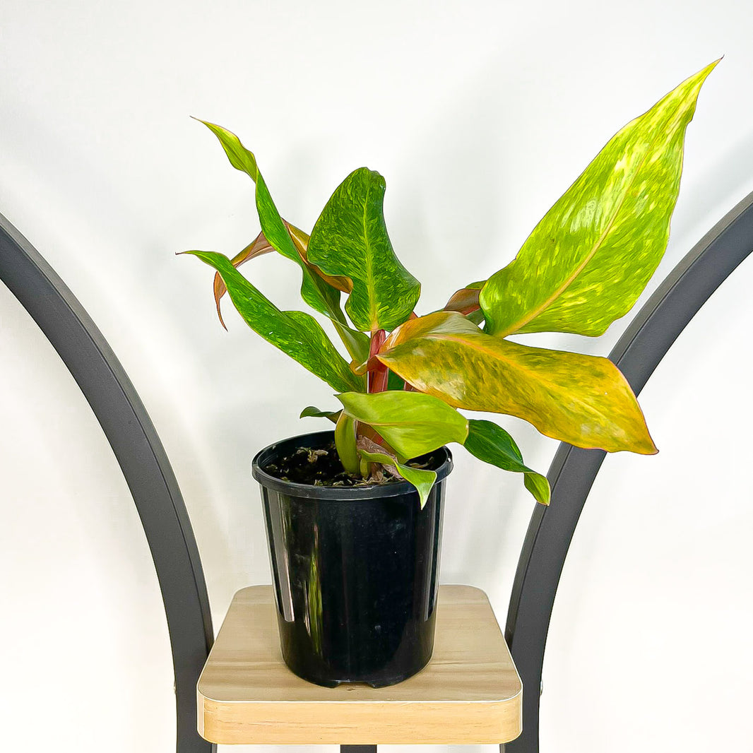 The Plant Boys | Indoor Plant Specialists