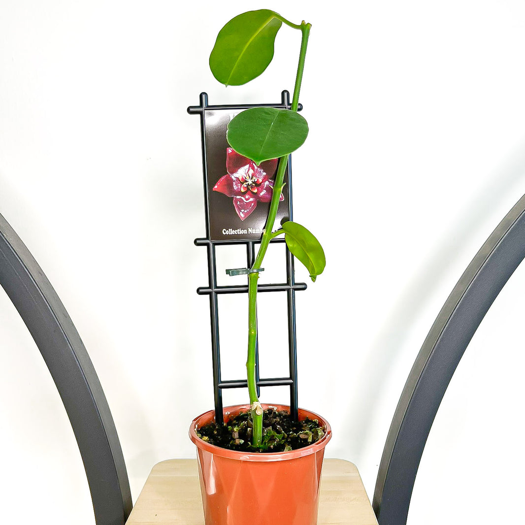 The Plant Boys | Indoor Plant Specialists