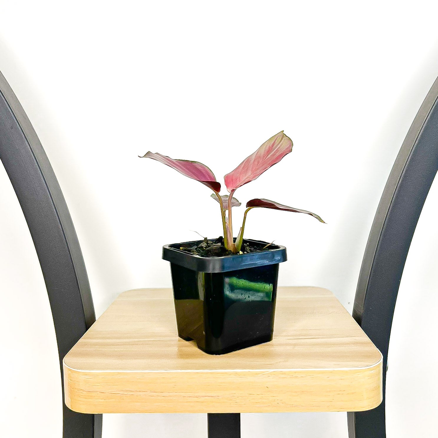 Calathea Silver Plate – The Plant Boys