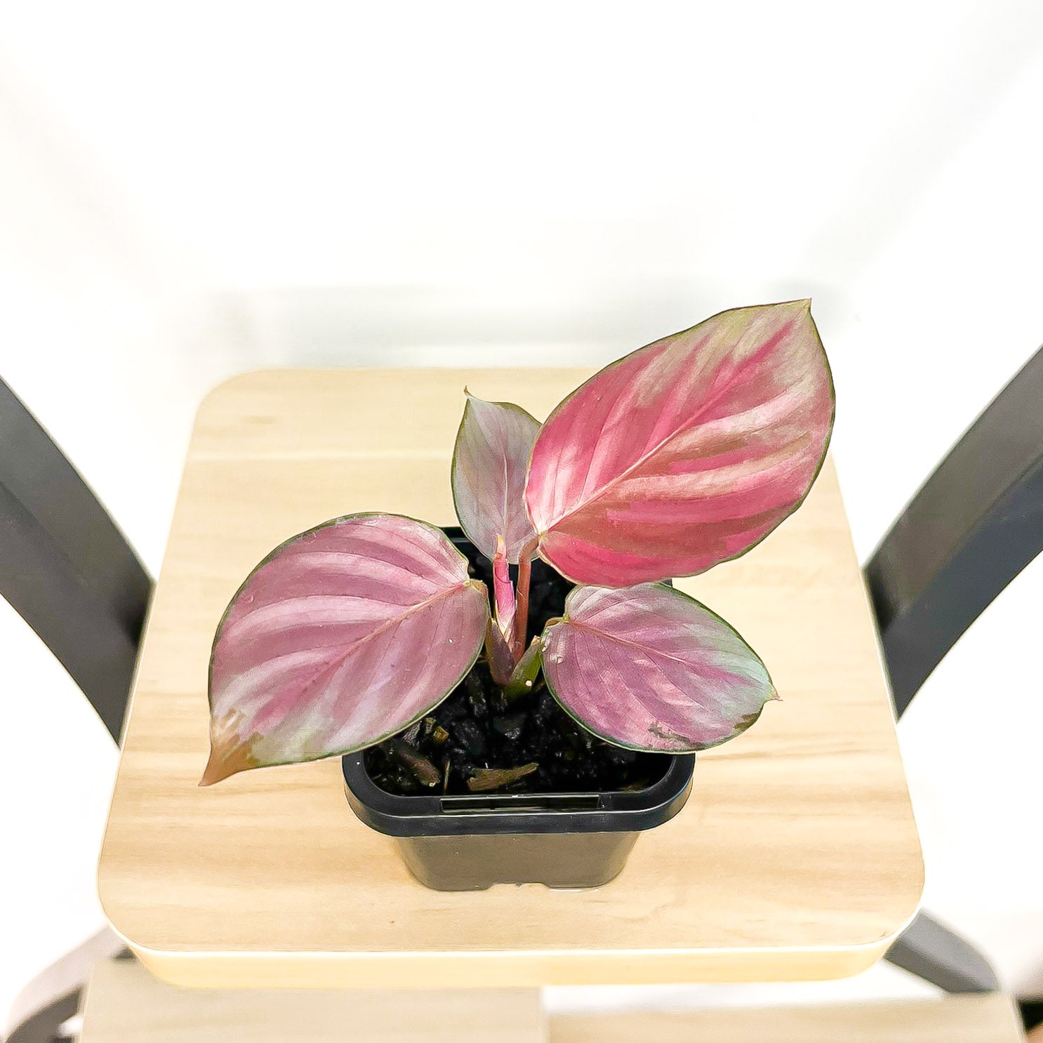 Calathea Silver Plate – The Plant Boys