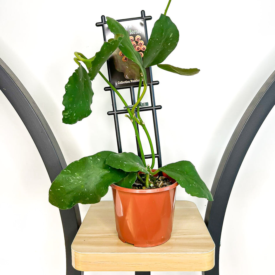 The Plant Boys | Indoor Plant Specialists