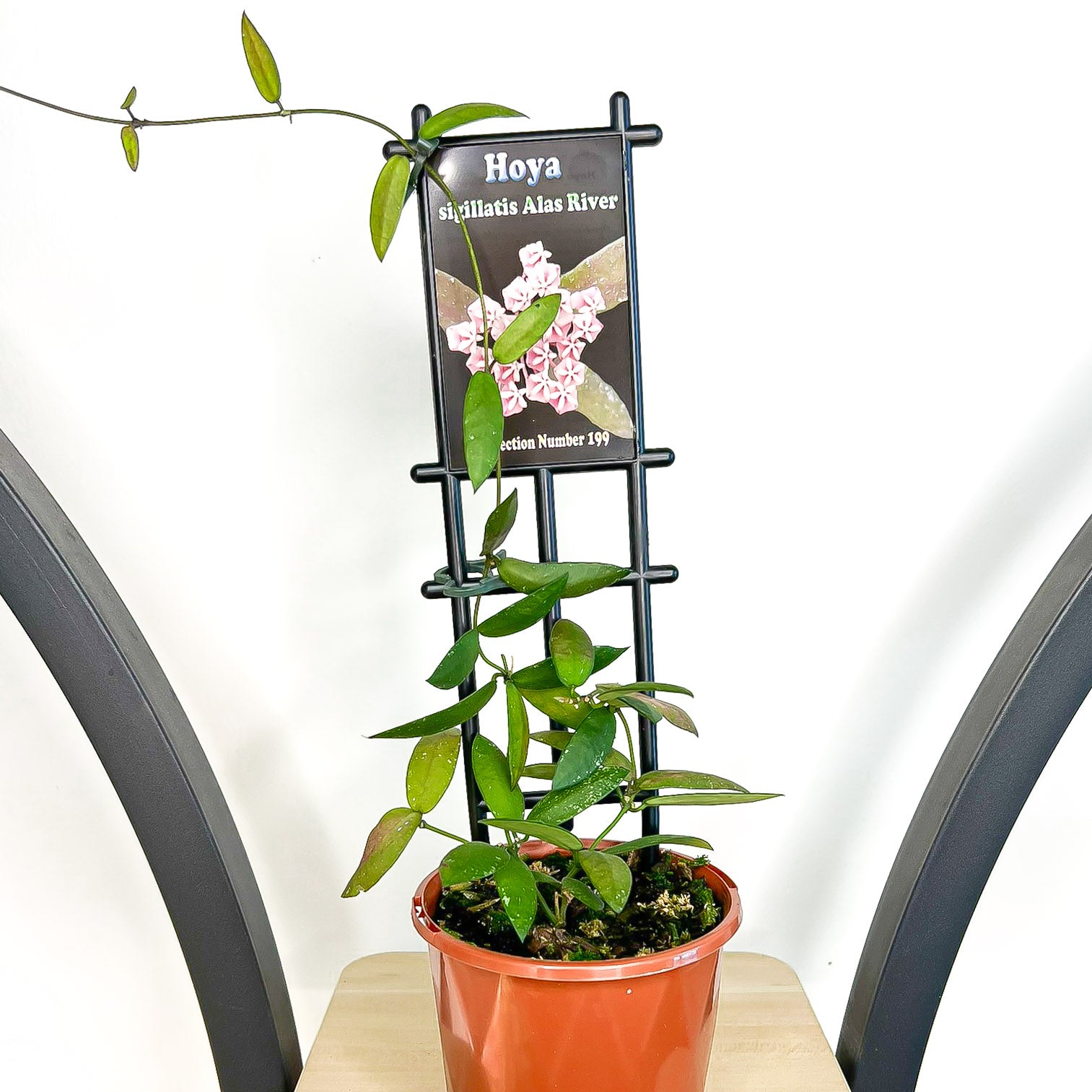 Hoya Sigillatis Alas River – The Plant Boys