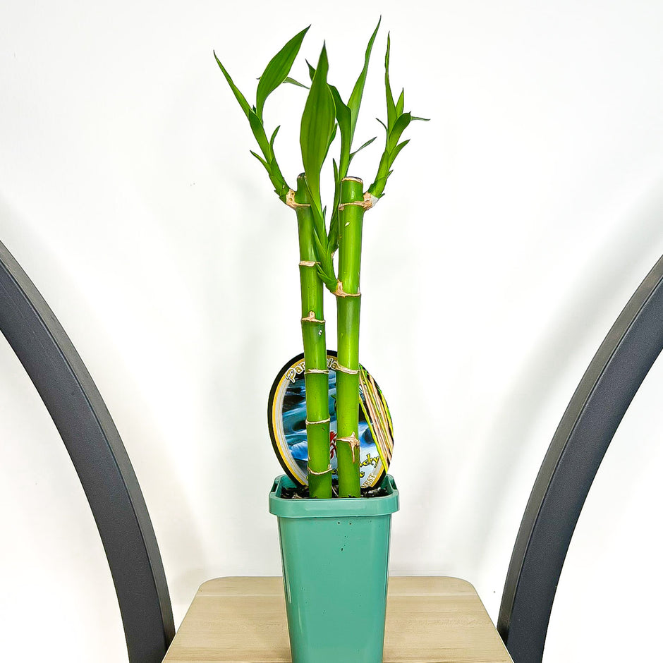 The Plant Boys | Indoor Plant Specialists