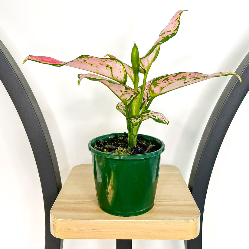 Aglaonema Beauty – The Plant Boys