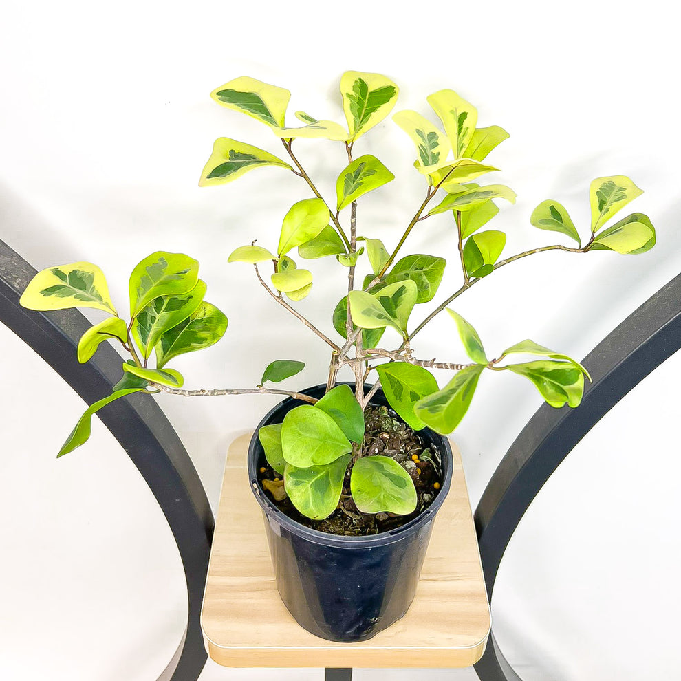 Ficus Triangularis Variegated Aurea – The Plant Boys