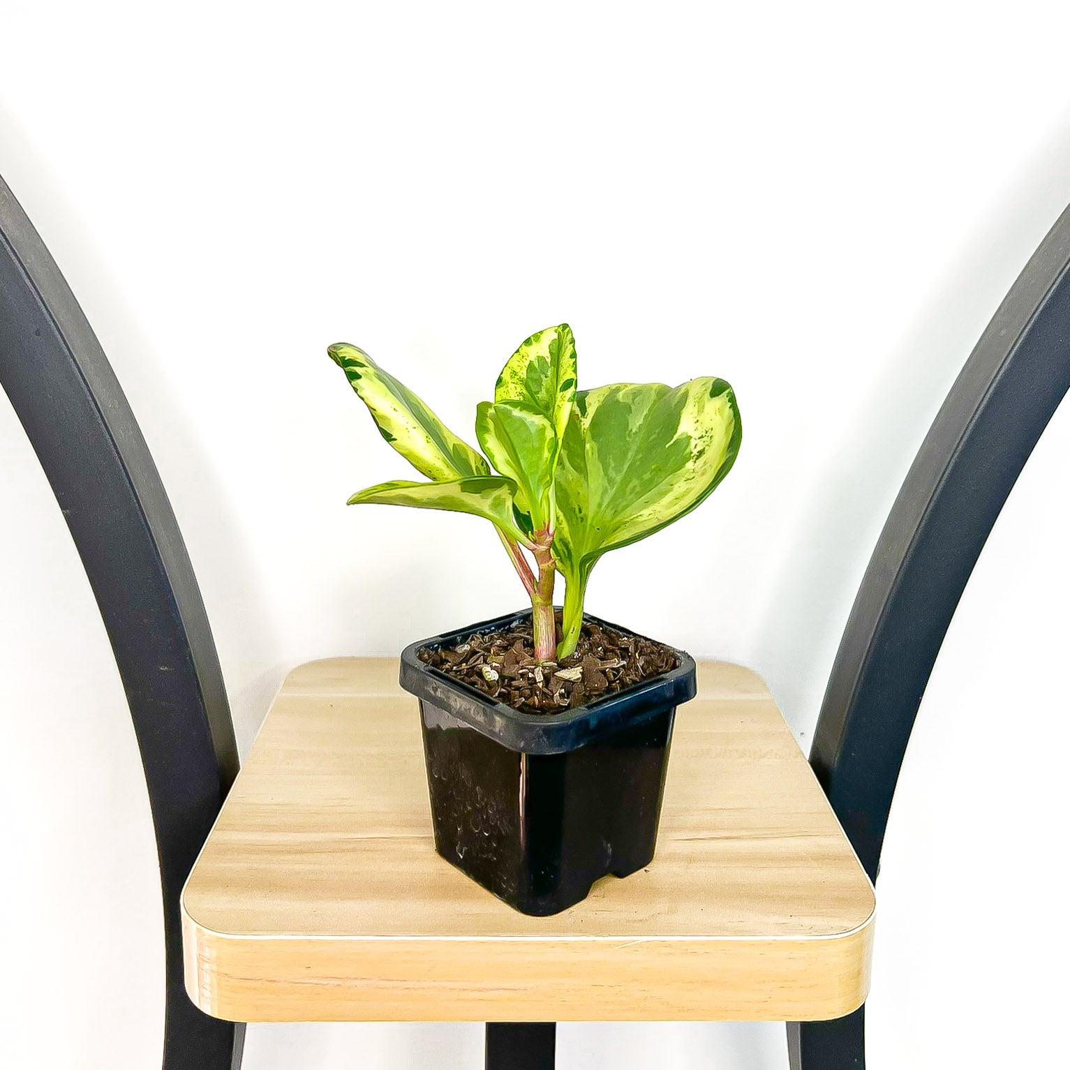 Peperomia Magnoliifolia Golden Gate – The Plant Boys