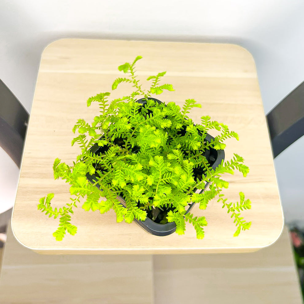 Selaginella Kraussiana Golden Club Moss – The Plant Boys