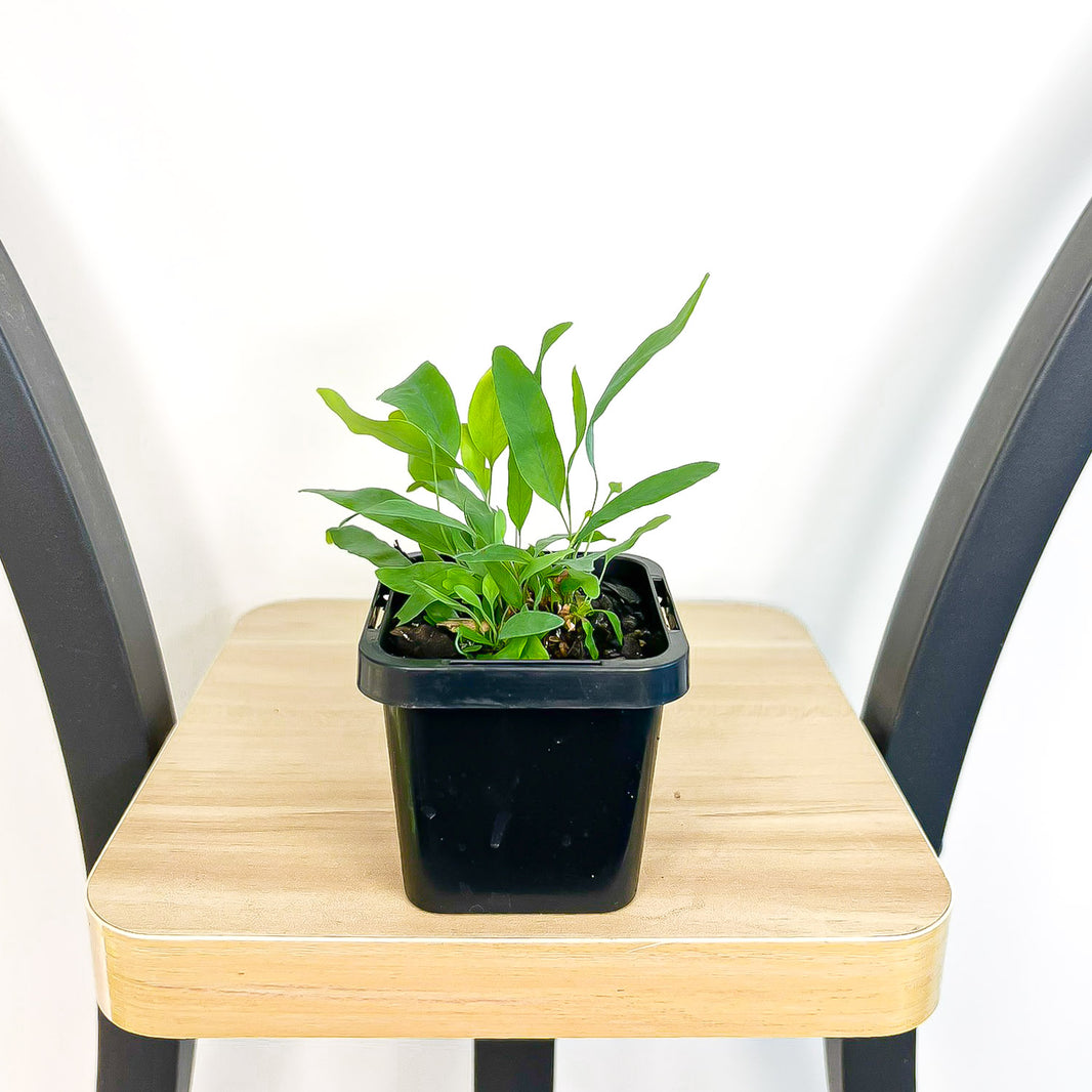 The Plant Boys | Indoor Plant Specialists