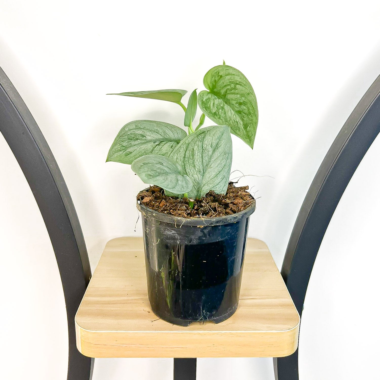 Scindapsus Silver Hero – The Plant Boys