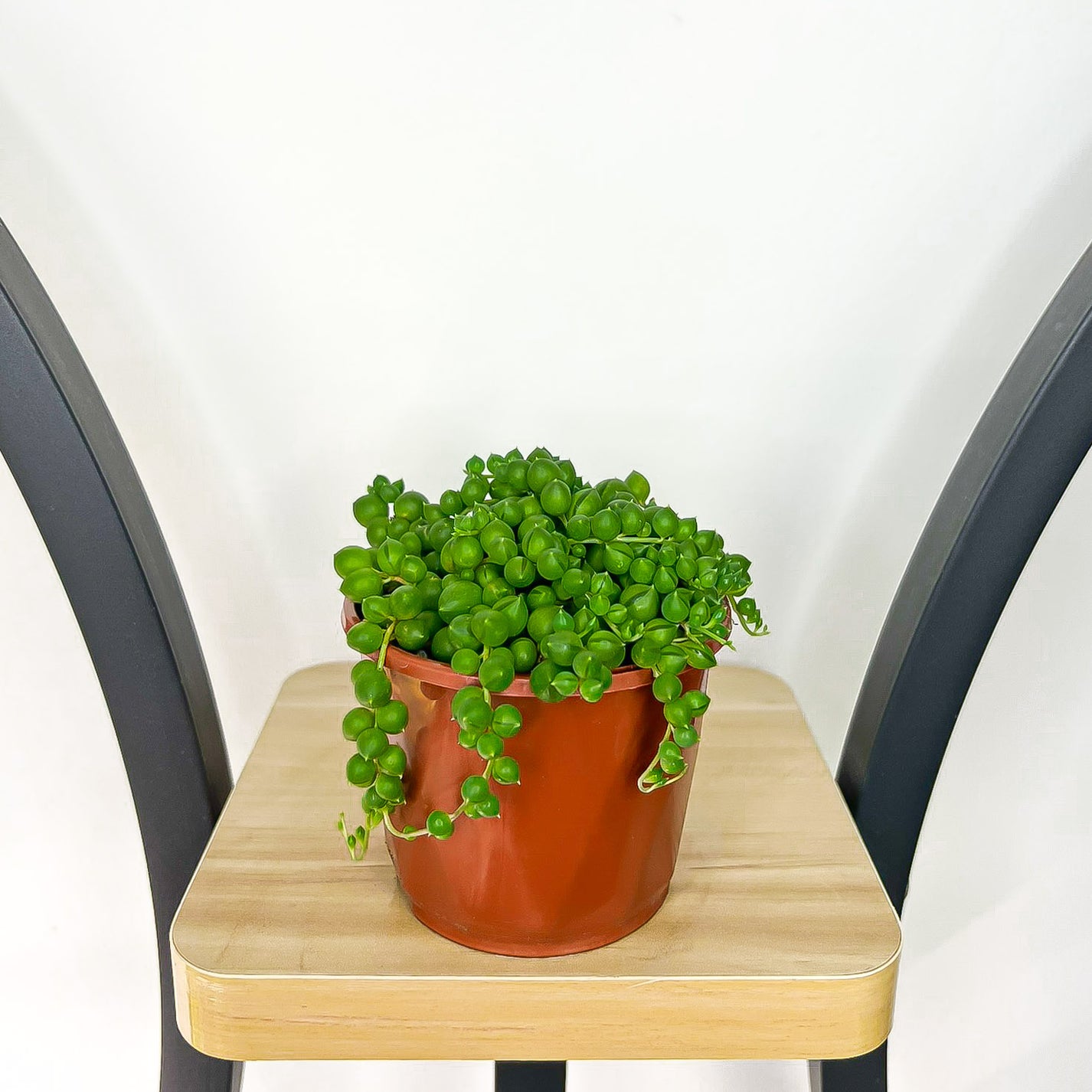 Senecio Rowleyanus String of Pearls – The Plant Boys