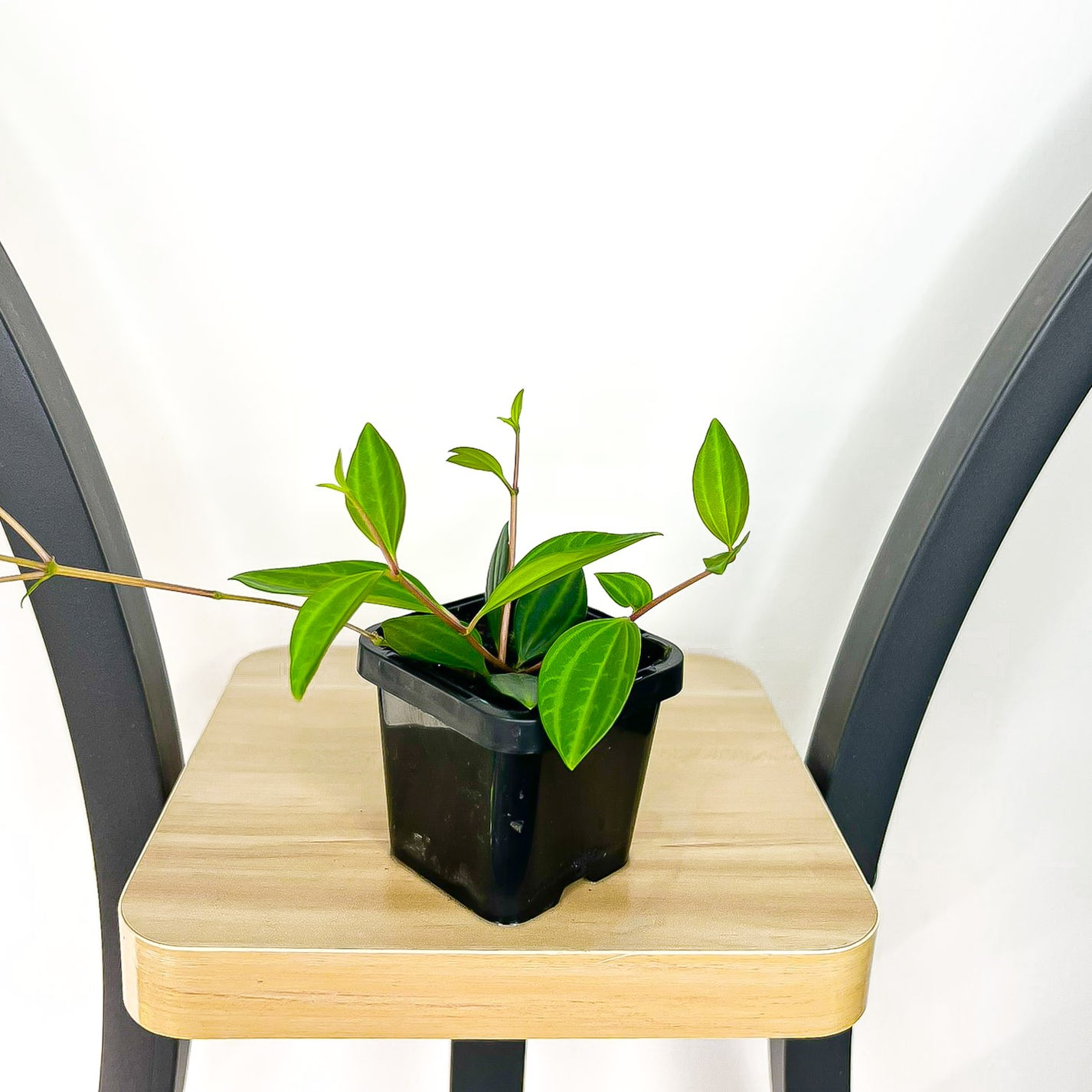 Peperomia Diamond – The Plant Boys